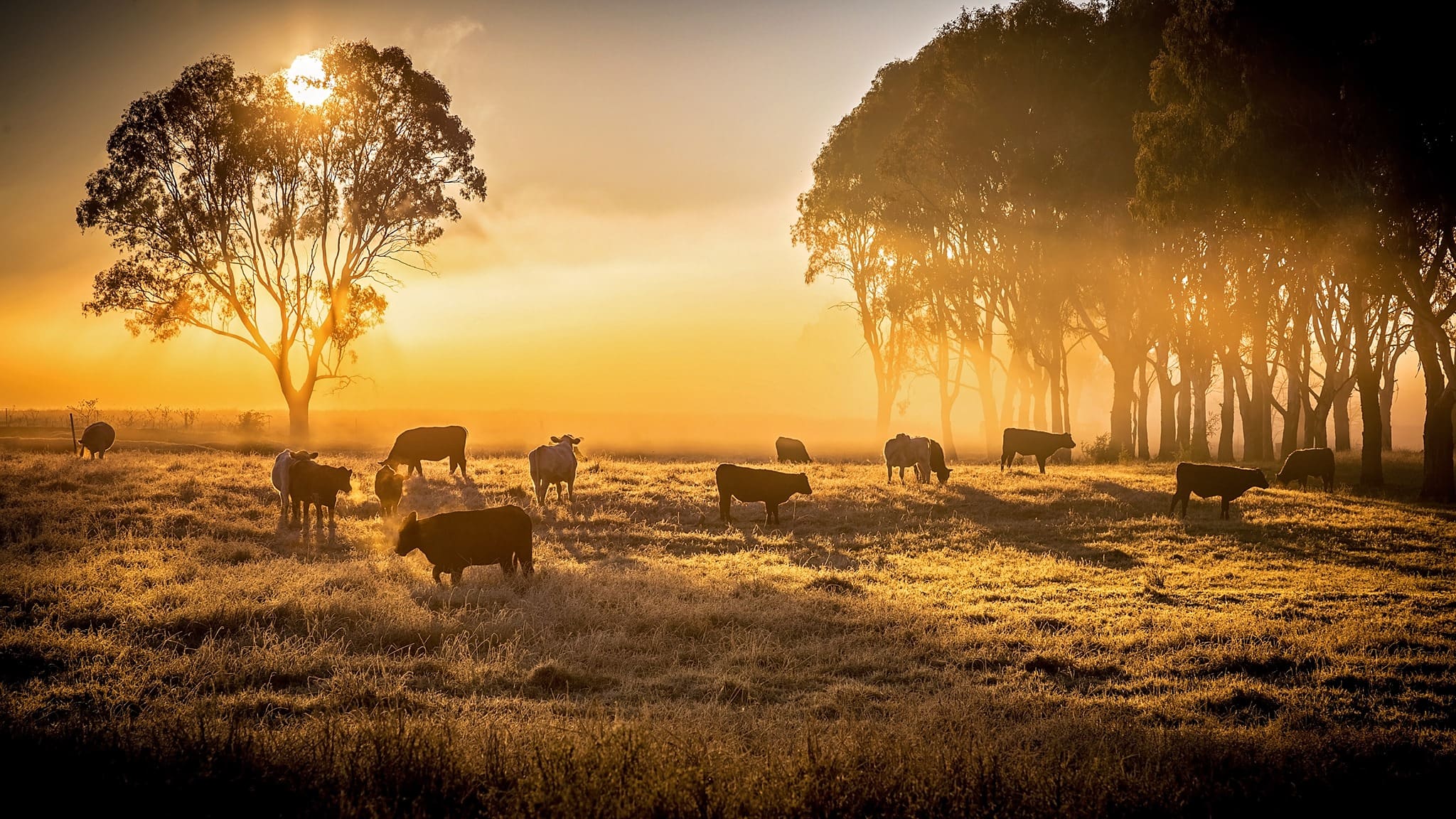 Onsite Shop - Gordon Country